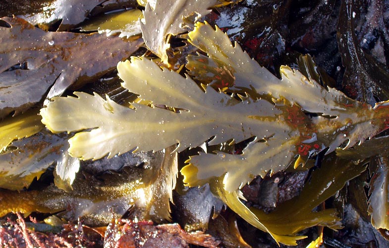 Taxonomic Collections: Identifying seaweeds