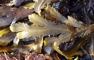 Taxonomic Collections: Identifying seaweeds