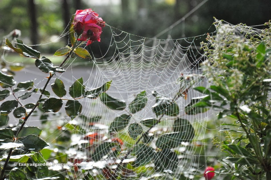 MySecretGarden: Beautiful Traps. Wordless Wednesday