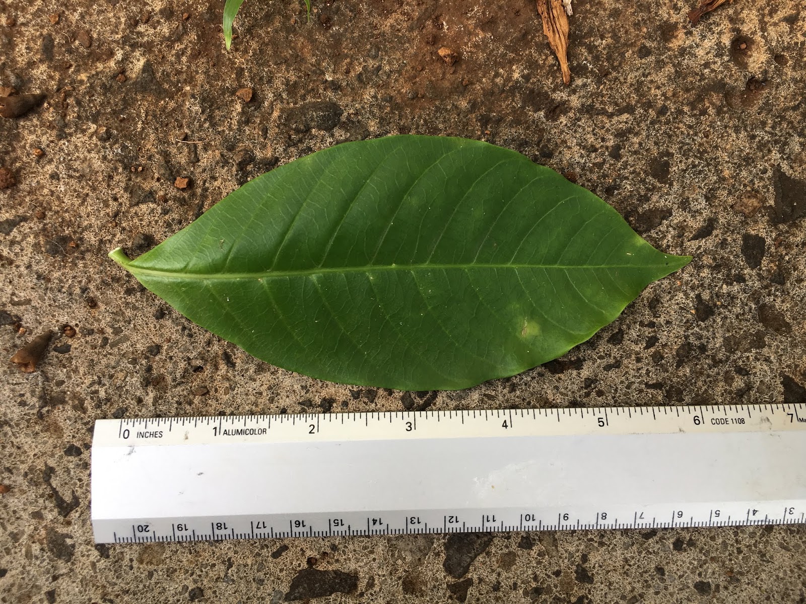 Stemmadenia litoralis (Lechoso)