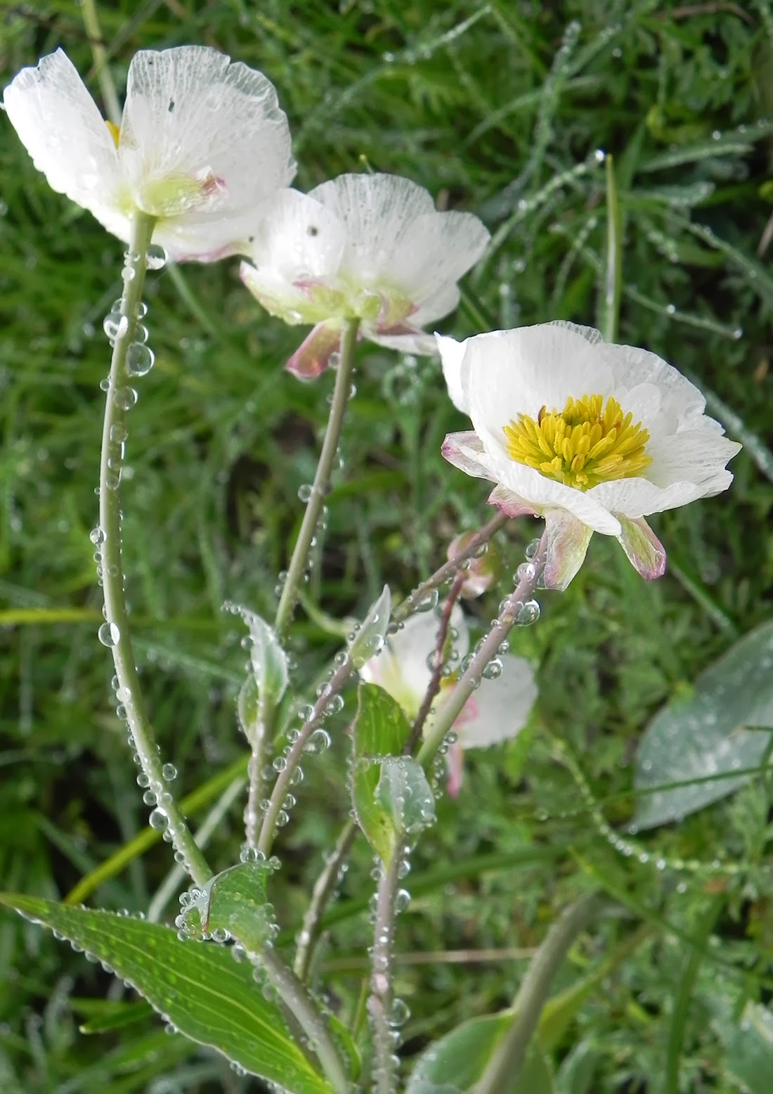 FLORA DE PIRINEOS: Ranunculus amplexicaulis L (Puerto del Portalet ...