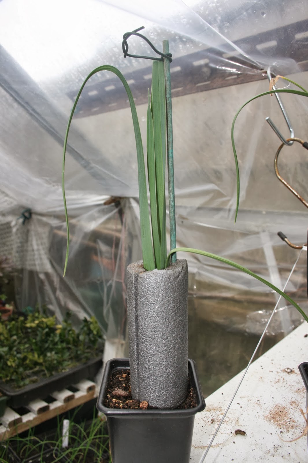 Growing for Showing : Leeks- collar 'em!