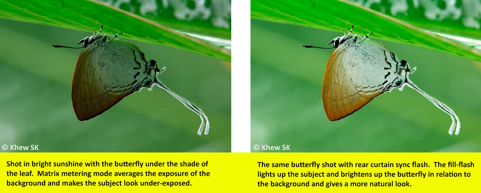 Butterflies of Singapore: Butterfly Photography 101 - Part 4