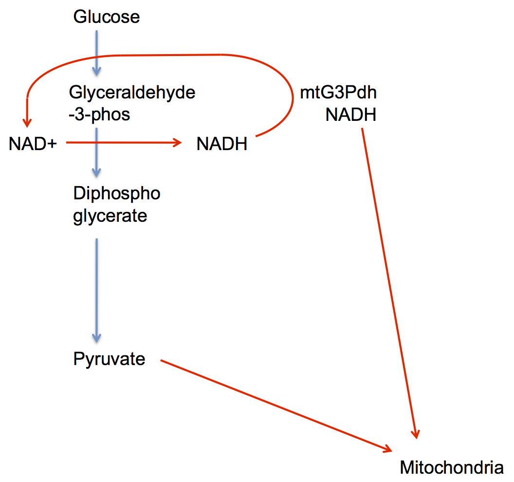 Hyperlipid: Protons (39) mtG3Pdh and lactate vs pyruvate