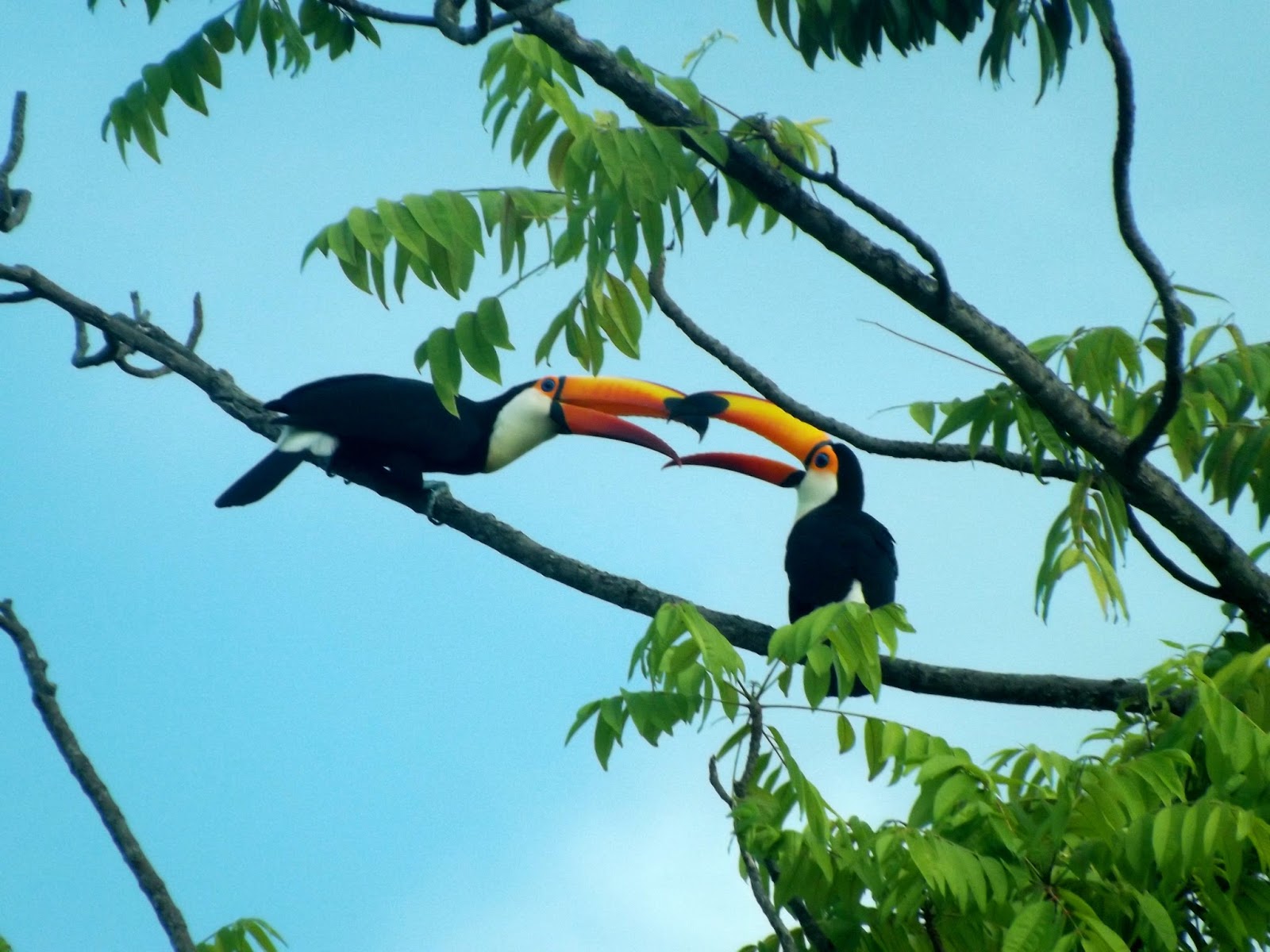 Ornitoblog Afrykański: Tukan wielki