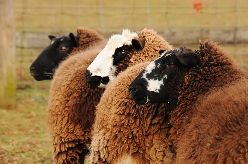 Punkin's Patch: The God Of Simple Shepherds