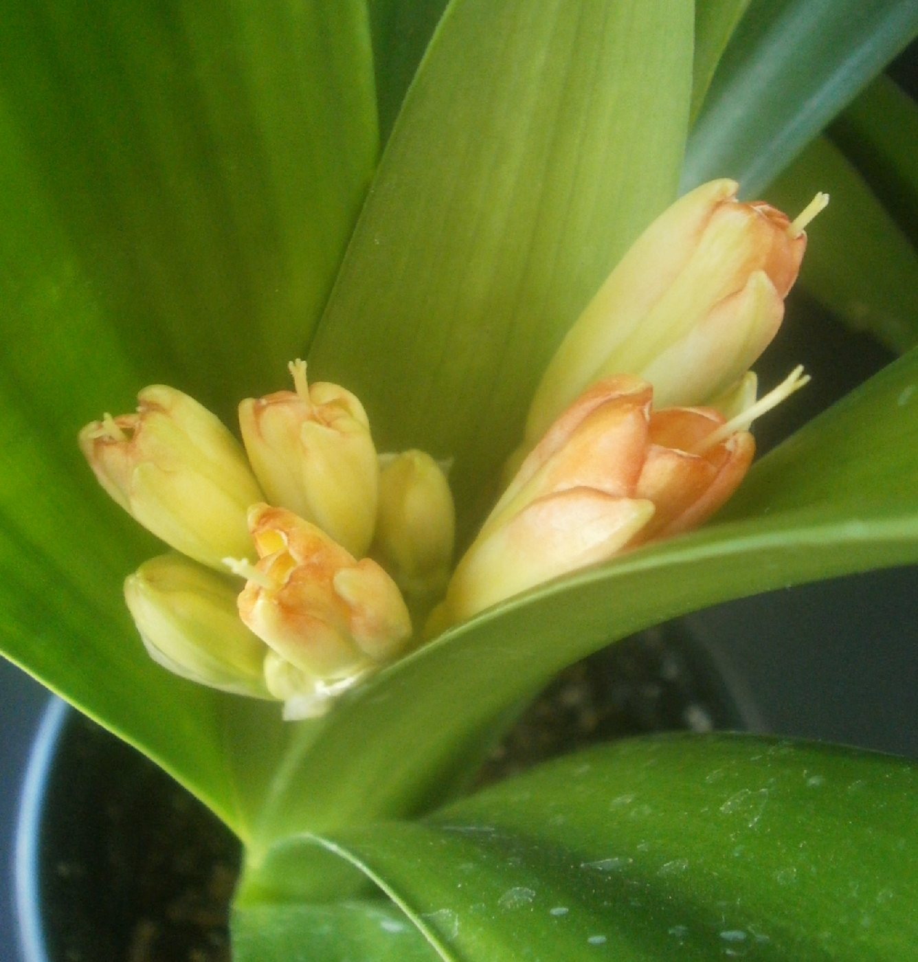 Plants are the Strangest People: Random plant event: Clivia miniata