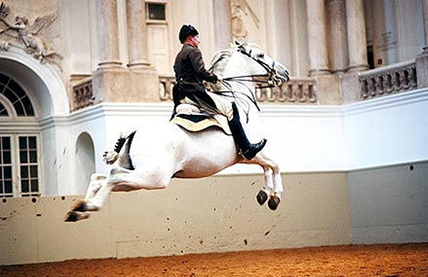 The Horse Talker: The Spanish Riding School; From The Programme