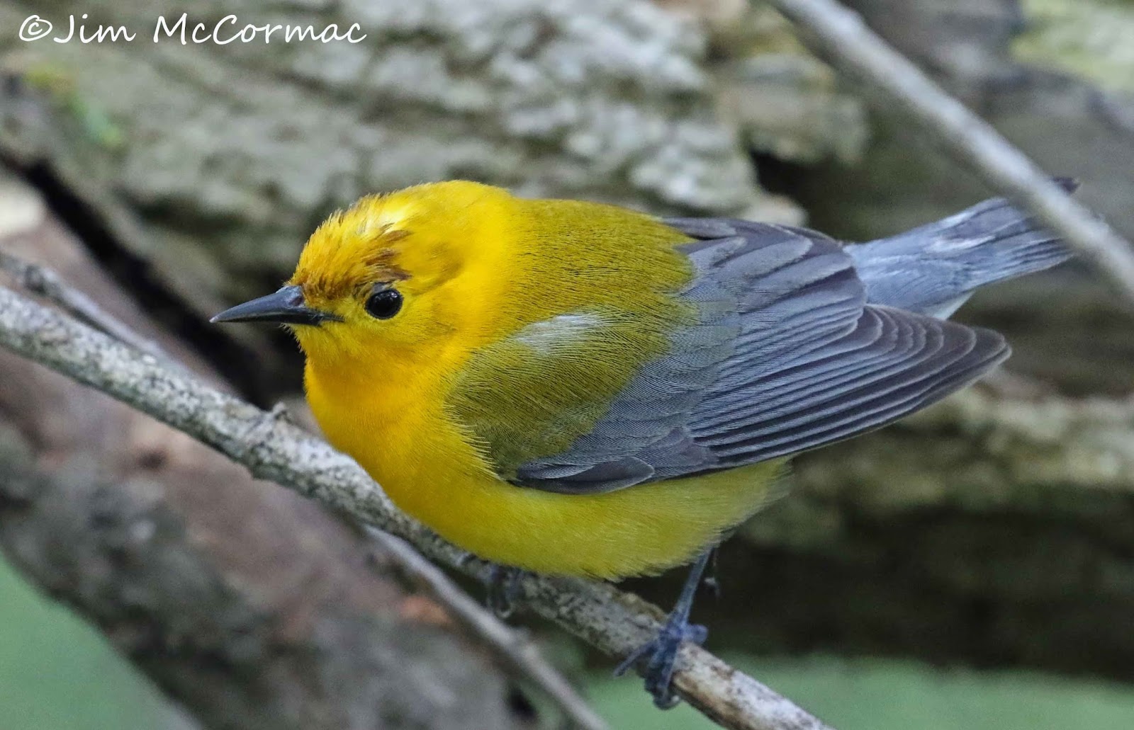 Ohio Birds and Biodiversity: A warbler extravaganza at Magee Marsh ...