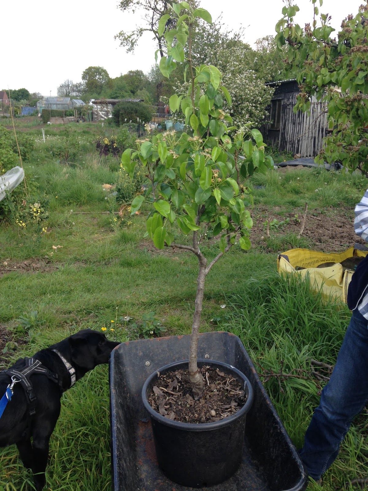 Down on the Allotment: Pear Tree Pollination