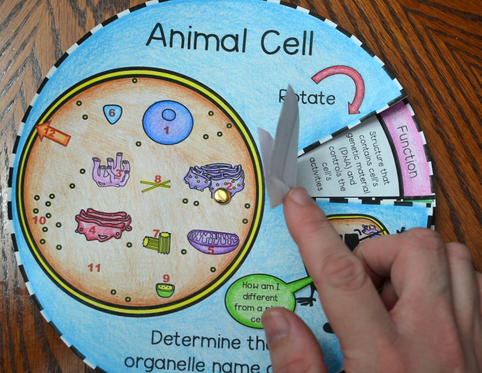 Animal And Plant Cell Foldable