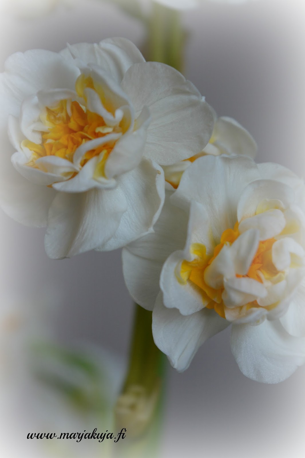 Jotain joka alkaa Koolla - SISUSTUS & LIFESTYLE -blogi | www.marjakuja.fi