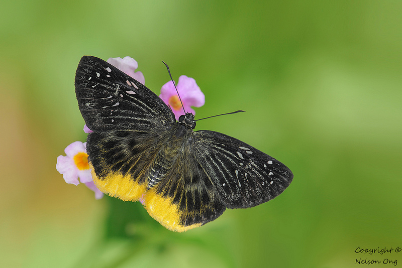Butterflies of Singapore: Life History of the Yellow Flat