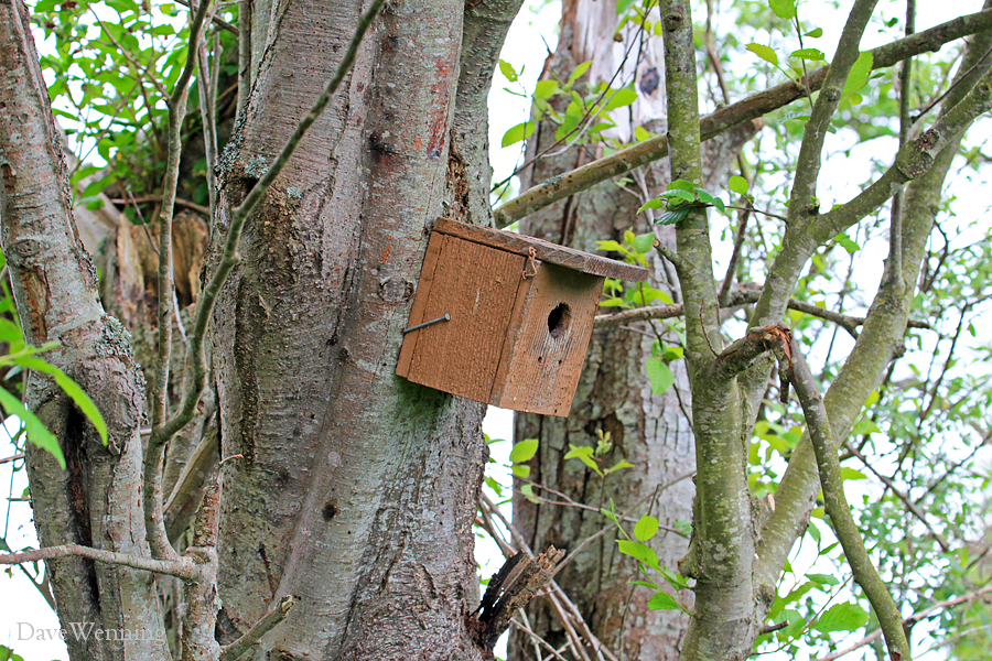 The Nest Box Trail
