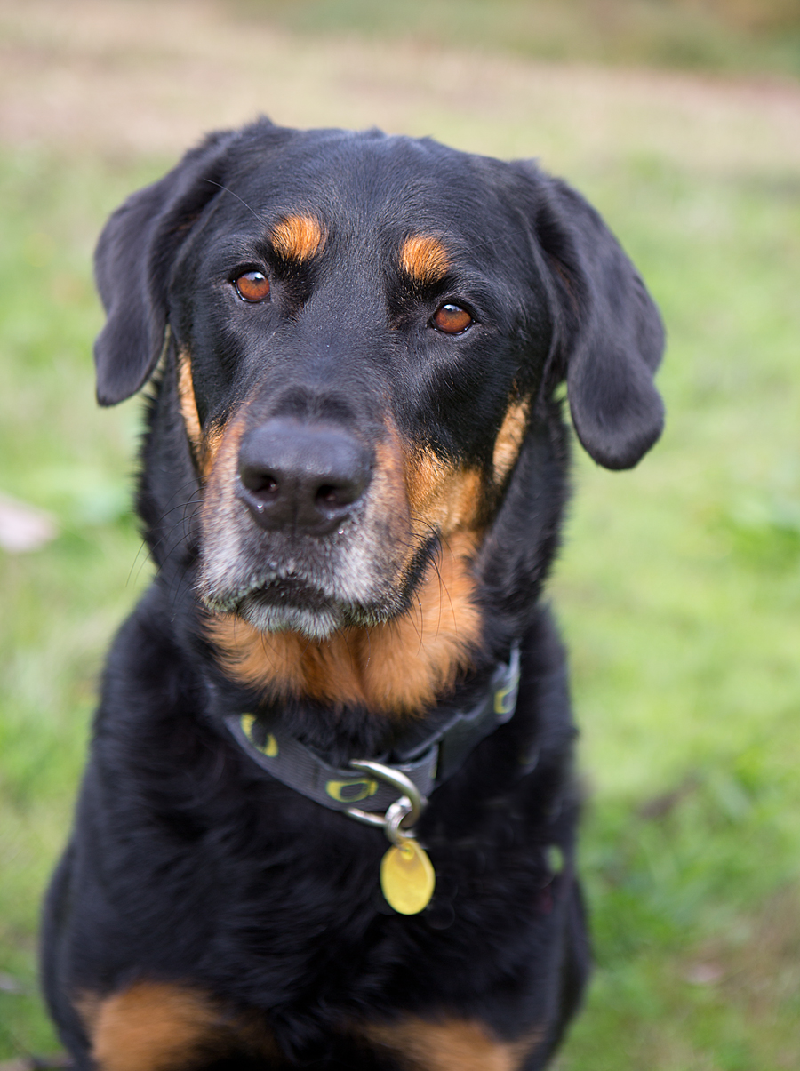 Shelter Dogs of Portland: "RUGER" adoption update- handsome Rottie mix