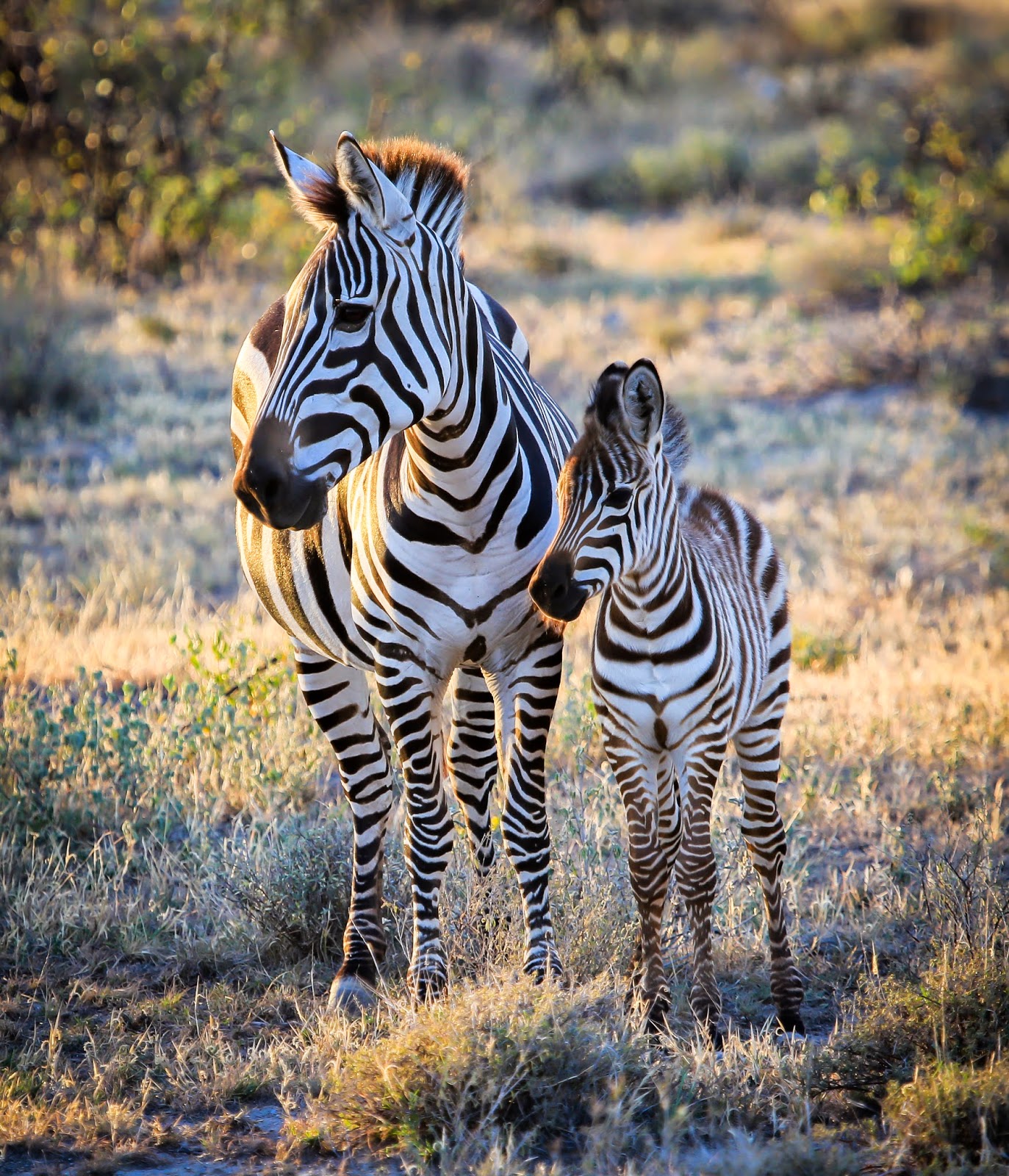 Cannundrums: Grant's Zebra