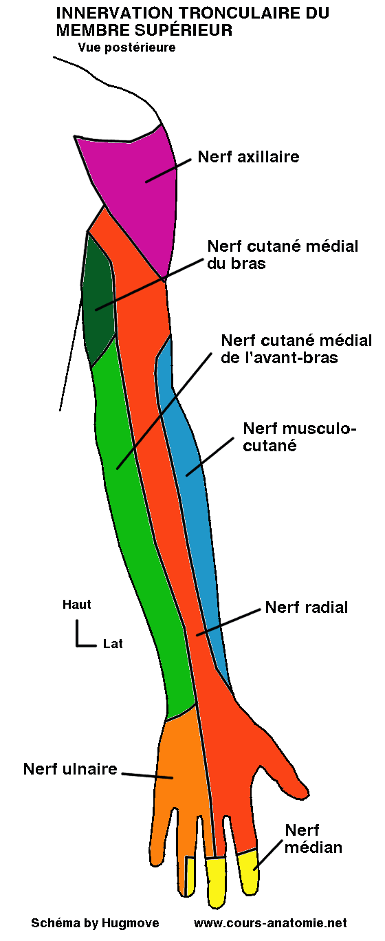 Nerf Musculocutané; Nerf musculo-cutané; Nerf musculocutané du bras ...