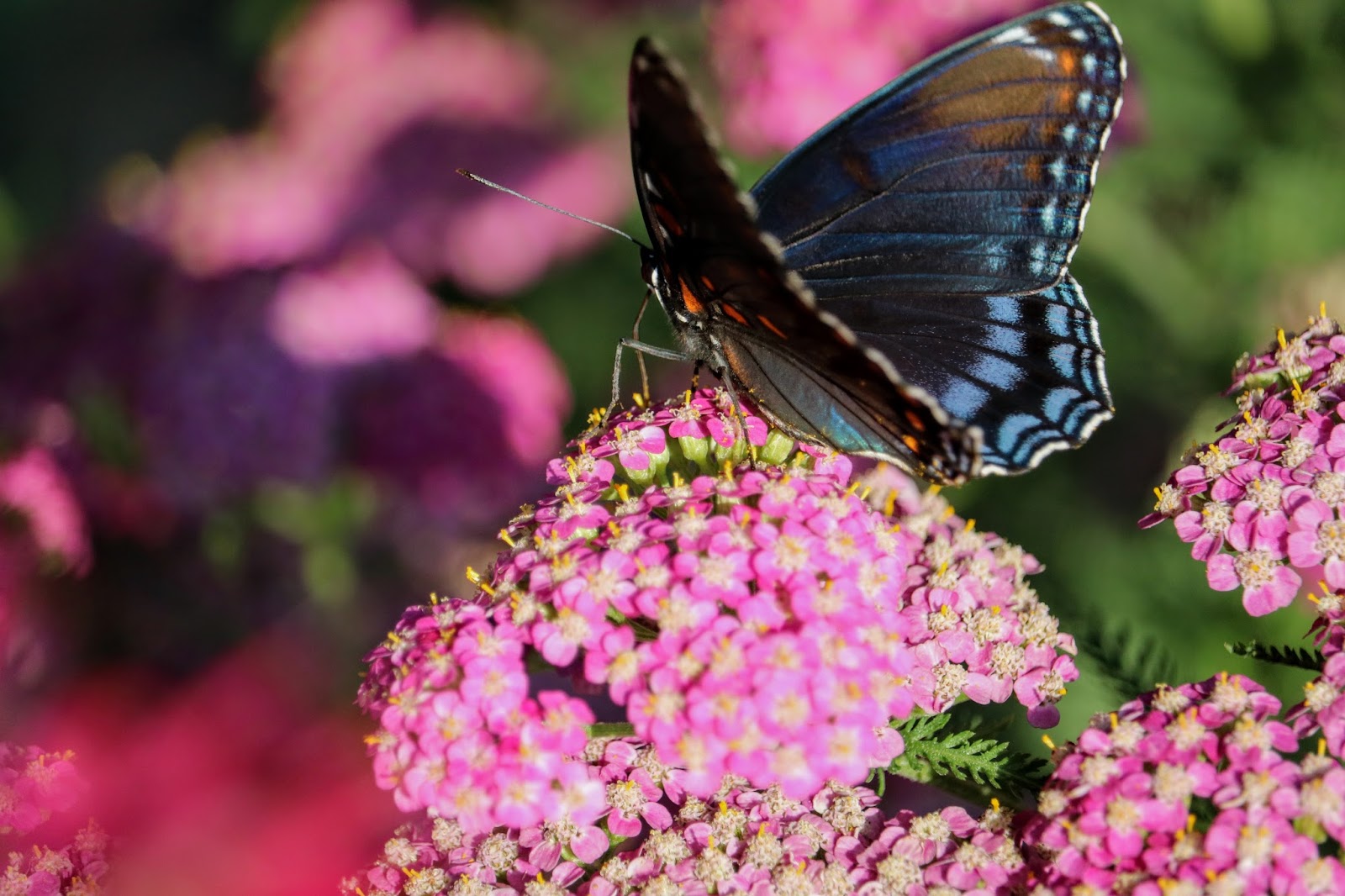 Red-spotted purple butterfly 3