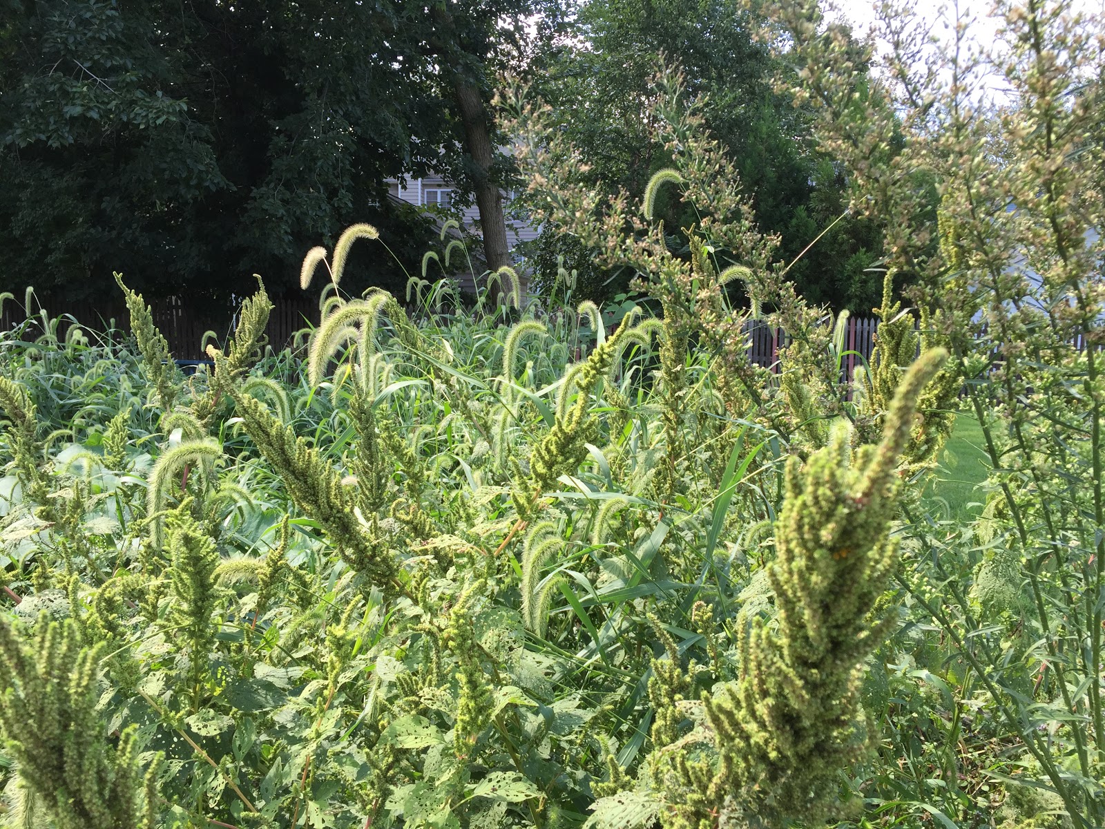 Princeton Nature Notes: Ragweed and Fall Allergies