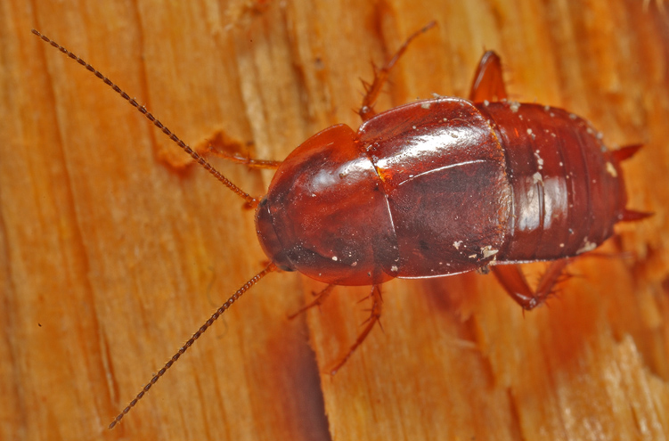 BunyipCo: Mt Lewis Revisited