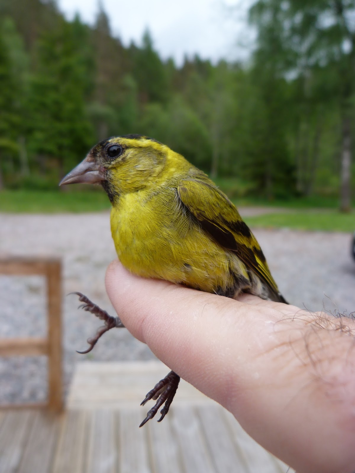 Lamsdell Bird Ringing and Wildlife Blog: Fersit, near Fort William ...