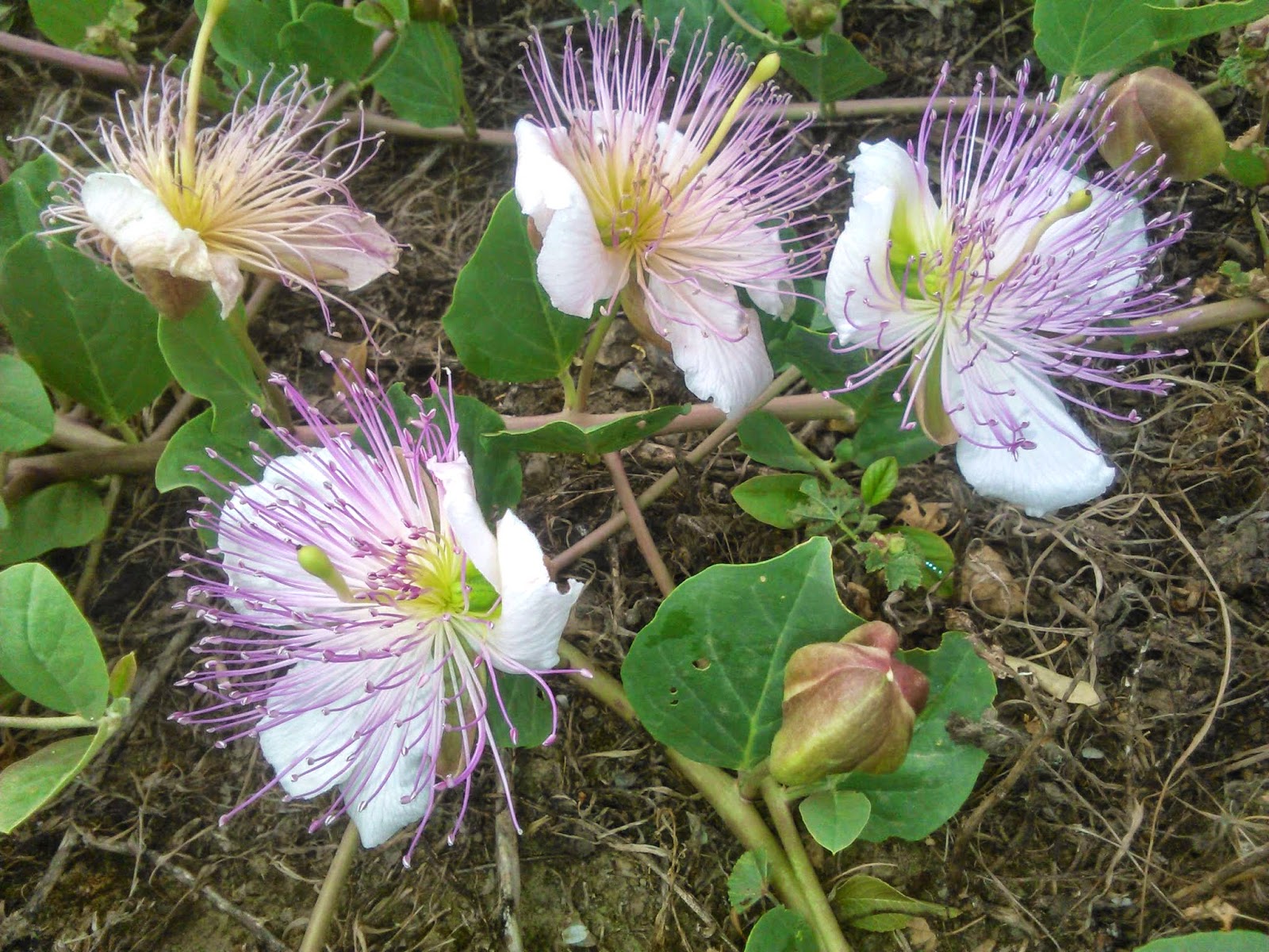 majaillaflor: flor alcaparra