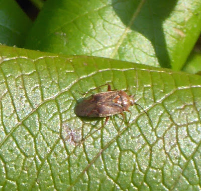 Wild and Wonderful: March 2016