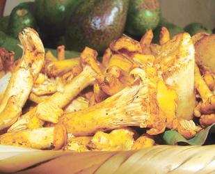 Cocinas y Recetas: Anacate, delicia silvestre. Sección VIDA, Siglo XXI