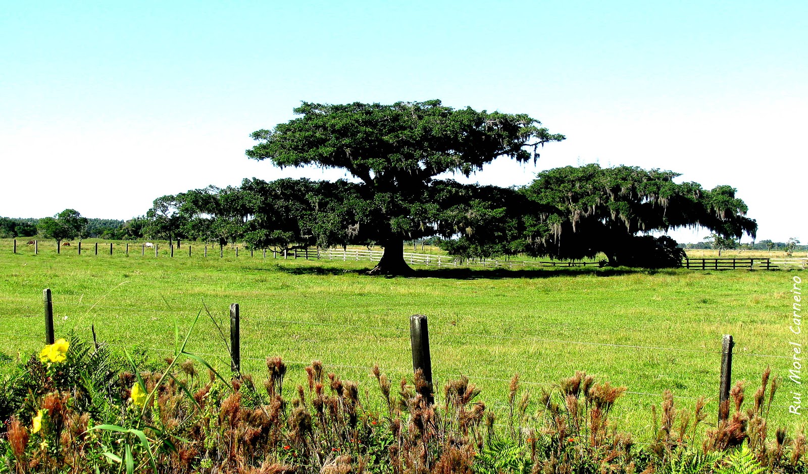 Blog do Rui Morel: Reserva do Taim-RS