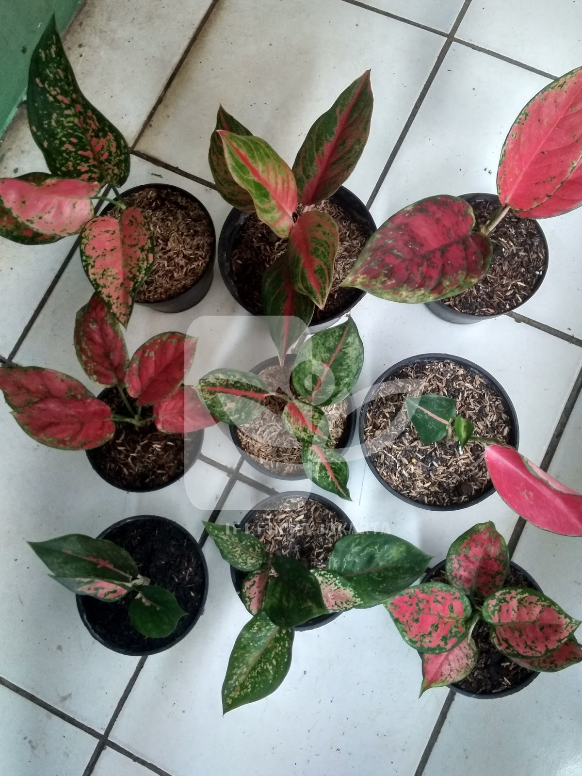 Jual beli Tanaman aglaonema 2017