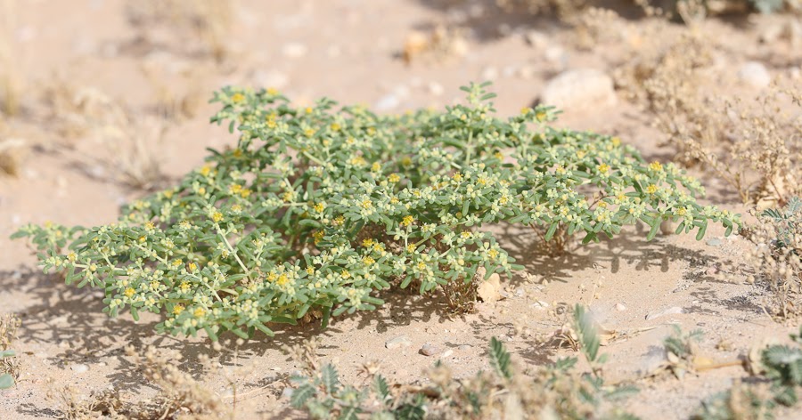 Birds of Saudi Arabia: Zygophyllum simplex - Haradh