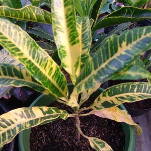 Tanaman Puring (Codiaeum variegatum) - Ganesha Flora Bali