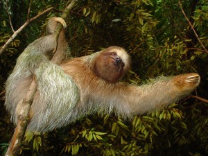 El Perezoso: Importancia del Perezoso de tres dedos (Bradypus variegatus)