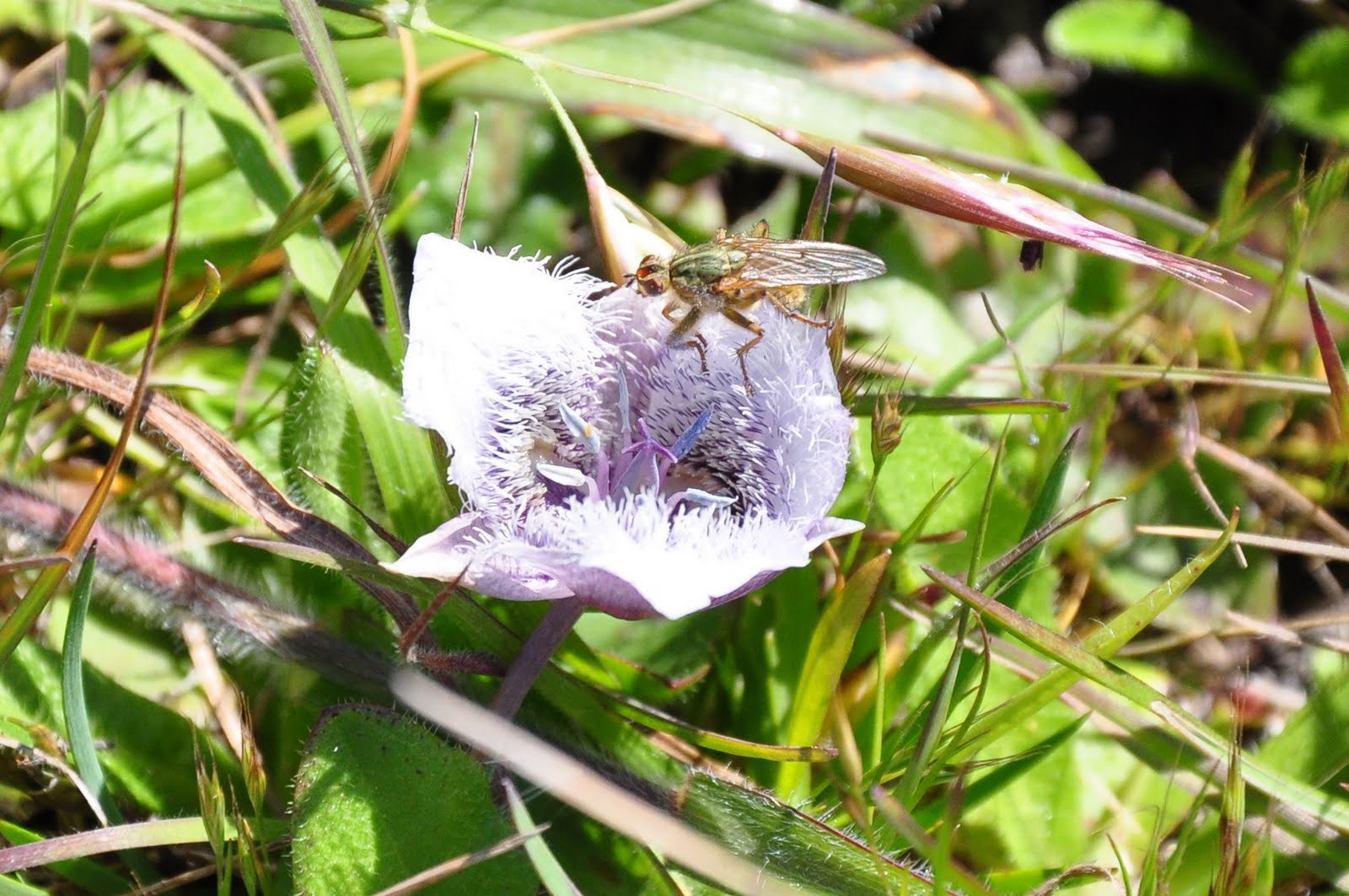 perobscurus: Tolmie Star Tulip