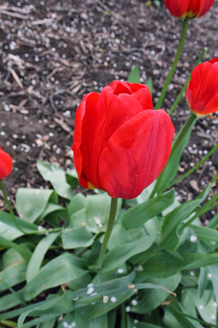 Judy Wise: More Spring, More Busting Out