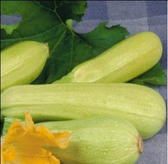 Seminte si plante de gradina hobby: Dovlecel timpuriu fara vrej