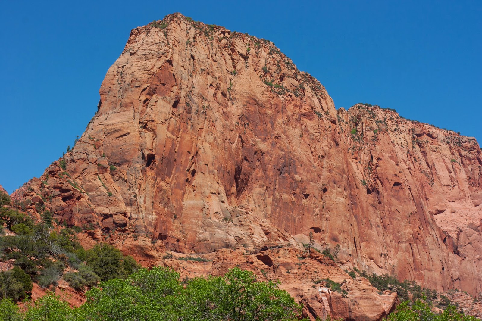 Garden Birds and other sightings...: USA 2014 - Zion National Park ...