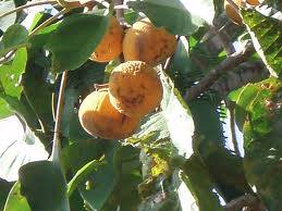 Jeruk Pak Ijai Kuala Kurau,Perak