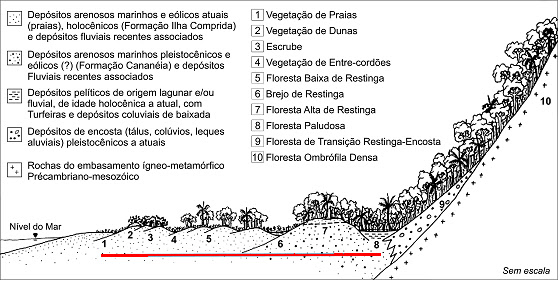 Mangue e Restinga na Ilha do Cardoso: A Restinga