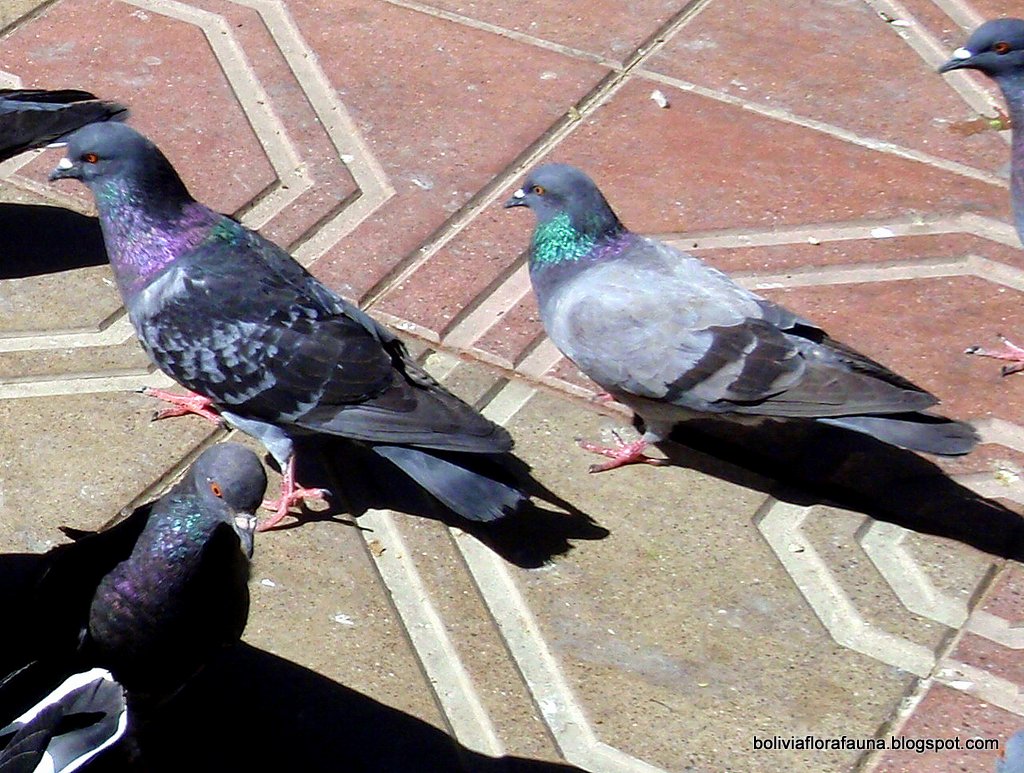 Bolivian Flora y Fauna: ¿Solo una simple paloma?