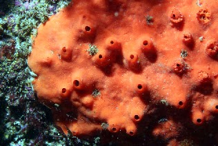 Mundo Agropecuario: Poríferos