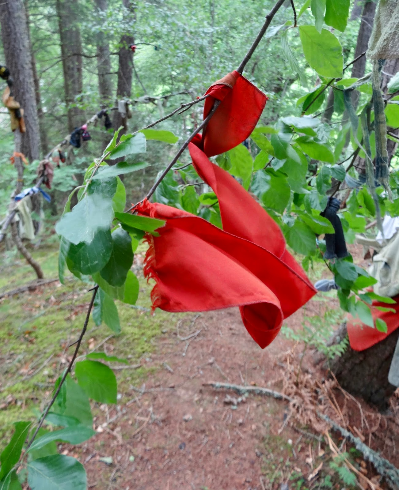 Got the Big Eye: The Munlochy Clootie Well