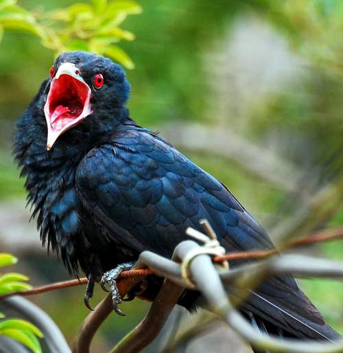 Asian (western) koel images | Birds of India | Bird World