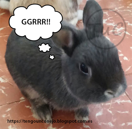 ¡Estoy enfadado! ~ Tengo Un Conejo