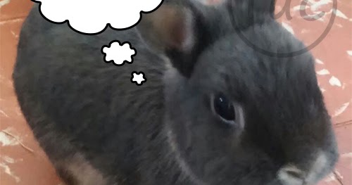 ¡Estoy enfadado! ~ Tengo Un Conejo