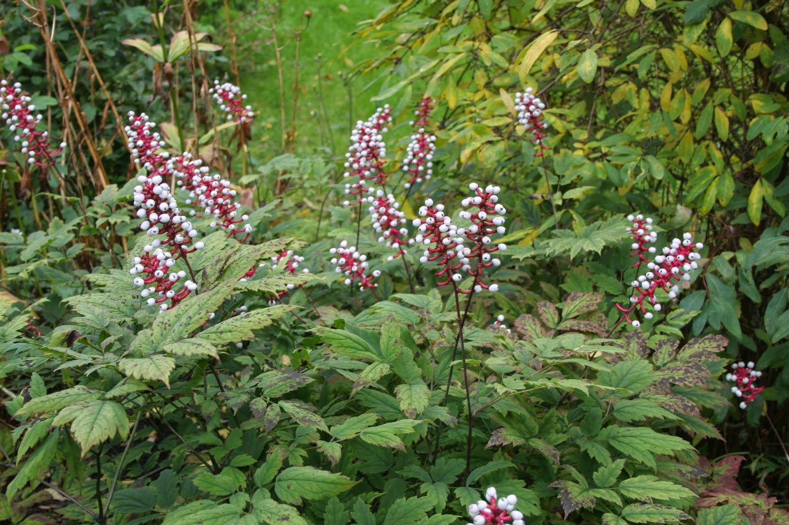 Siniunikon: Acer platanoides 'Drummondii' Kirjovaahtera Konnarmarjoja ...