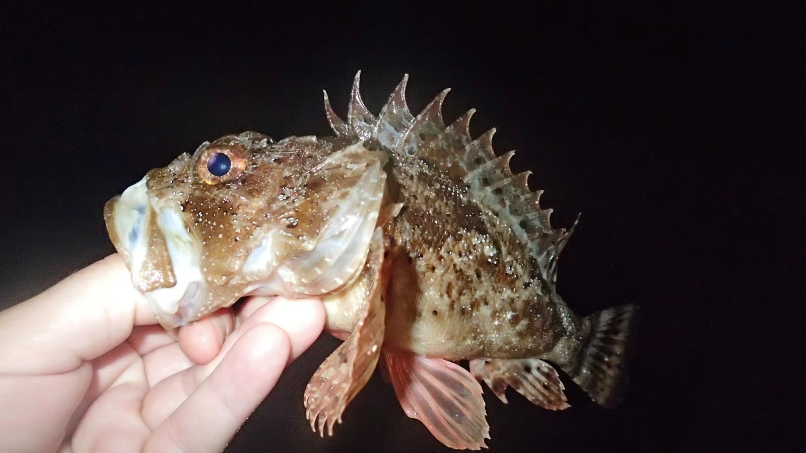 Lure and Light Game: Rockfish Menorca - Cala Morell to Son Parc