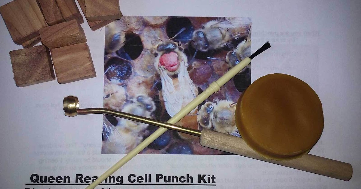 JC's Bee Blog: Queen Rearing Cell Punch Kit offer