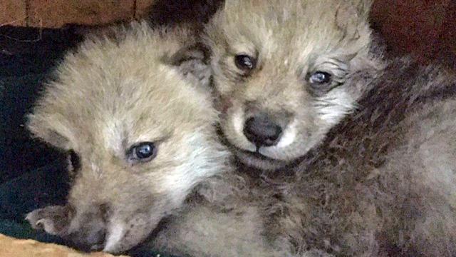 White Wolf : Rare Arctic Wolf Pups Arrive In Minnesota