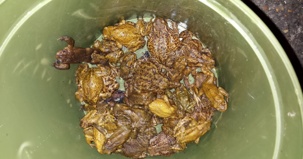 A Natural History of Paddock Wood in 2016: Paddock Wood Toad Patrol ...